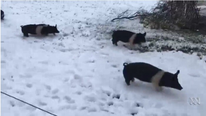 NSW wild weather brings surprise snow to Goulburn and Blue Mountains ...