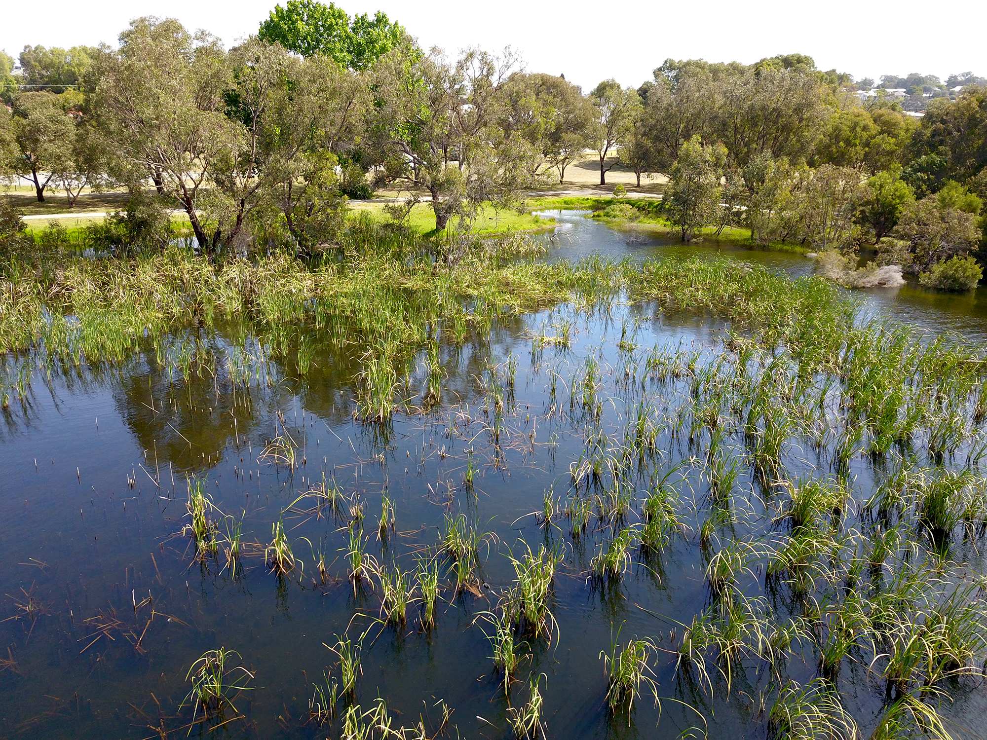 Perth wetlands transformed as winter rainfall revitalises parched ...