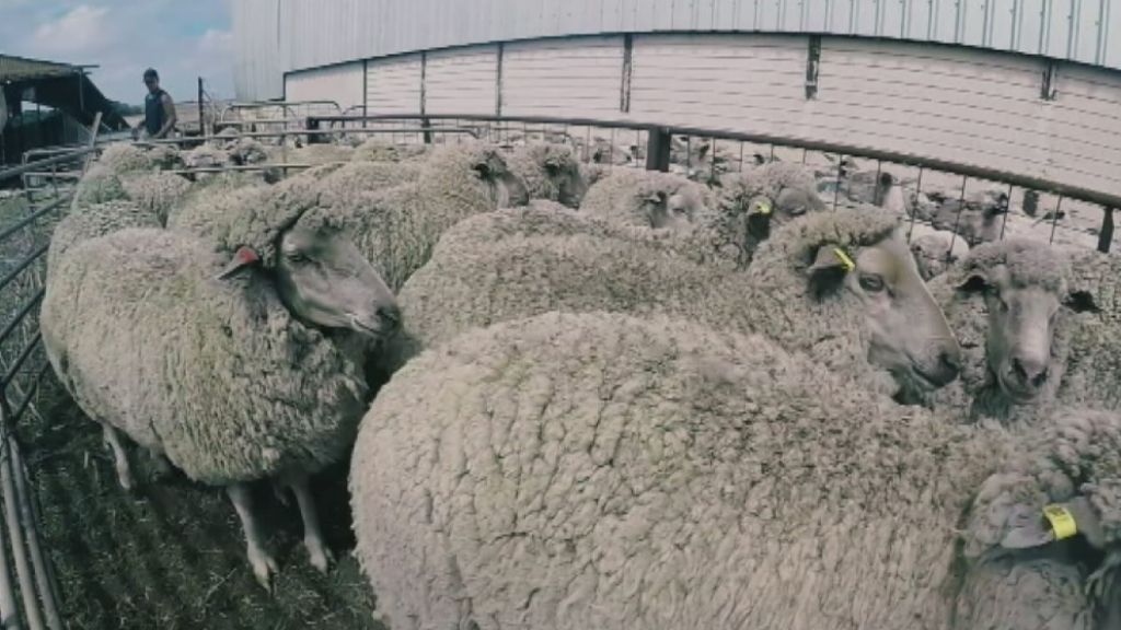 Wool growers enjoy a hike in demand for their sheep - ABC News