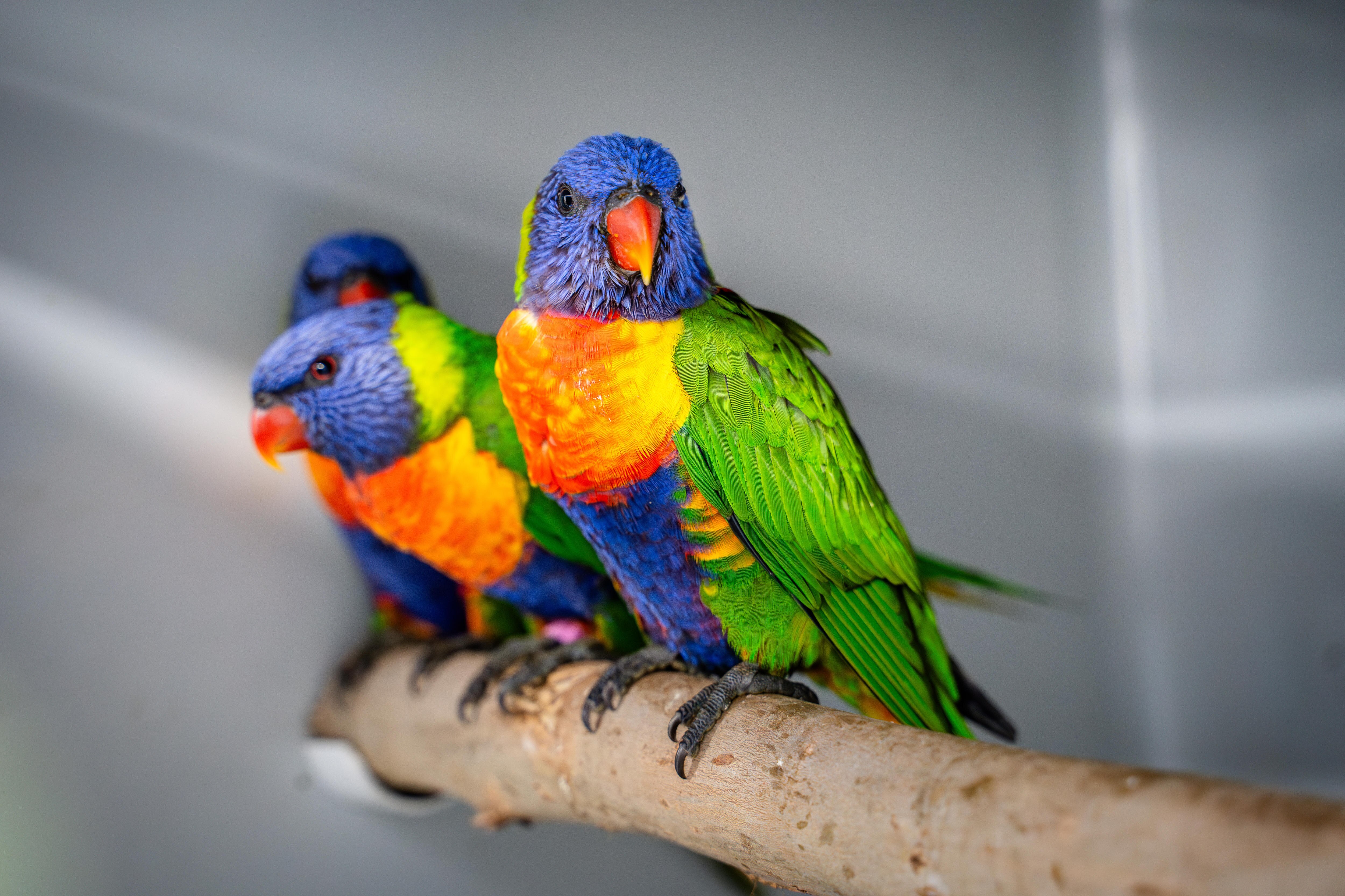 Record number of lorikeets and flying foxes suffering paralysis ...