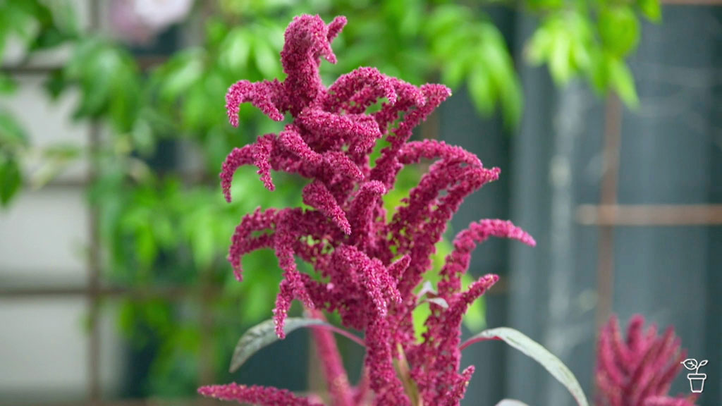 Waratahs From Seed - Gardening Australia
