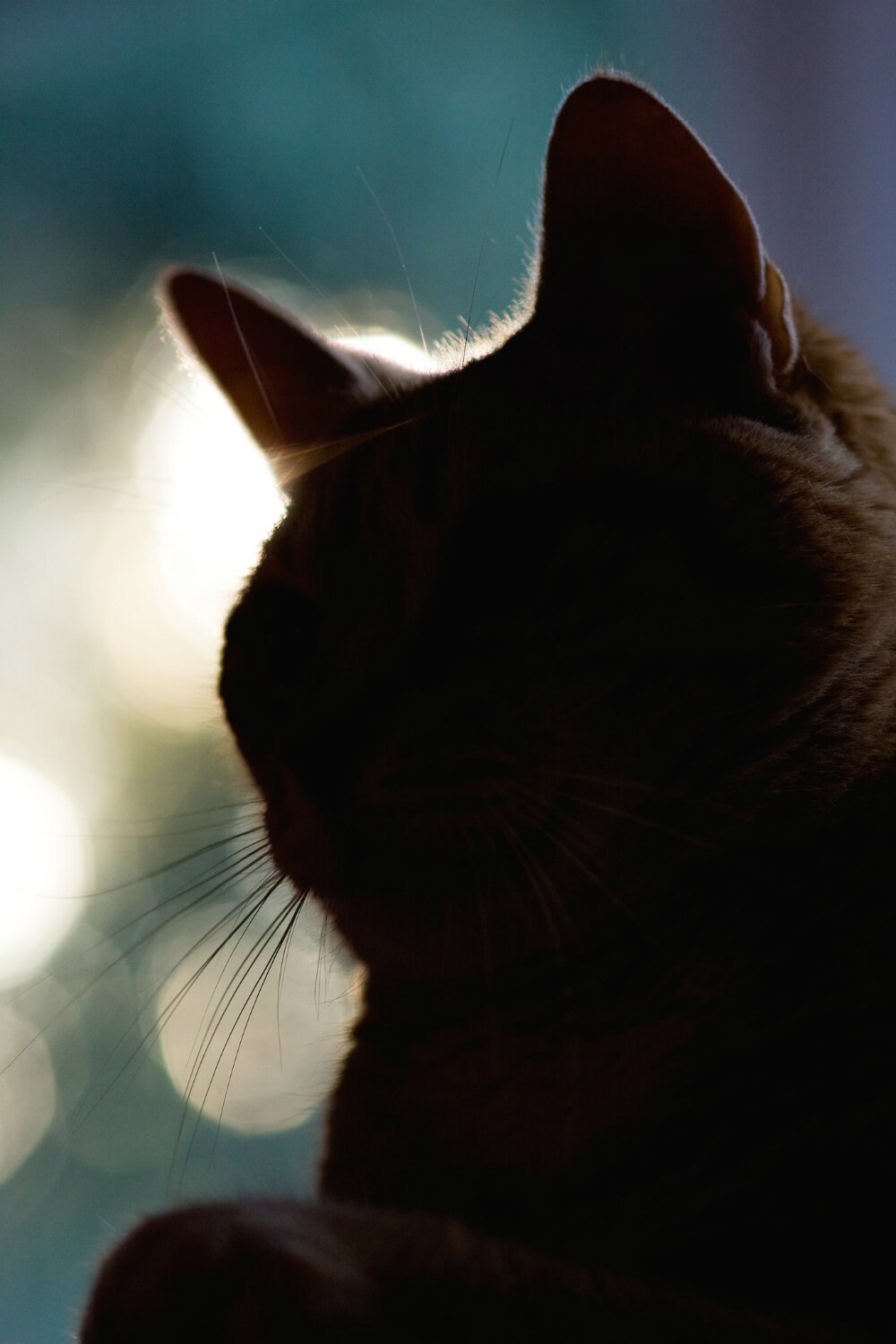 Sydney woman stabbed cat 20 times before throwing it off balcony ...