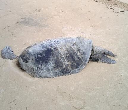 Turtles starving to death in wake of Queensland cyclones, floods - ABC News