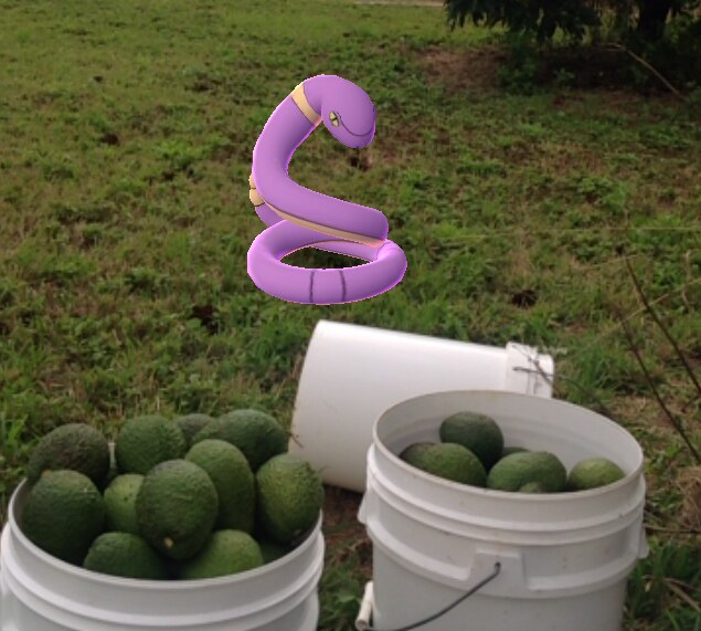 Pokemon Go players using game for community good in northern NSW - ABC News