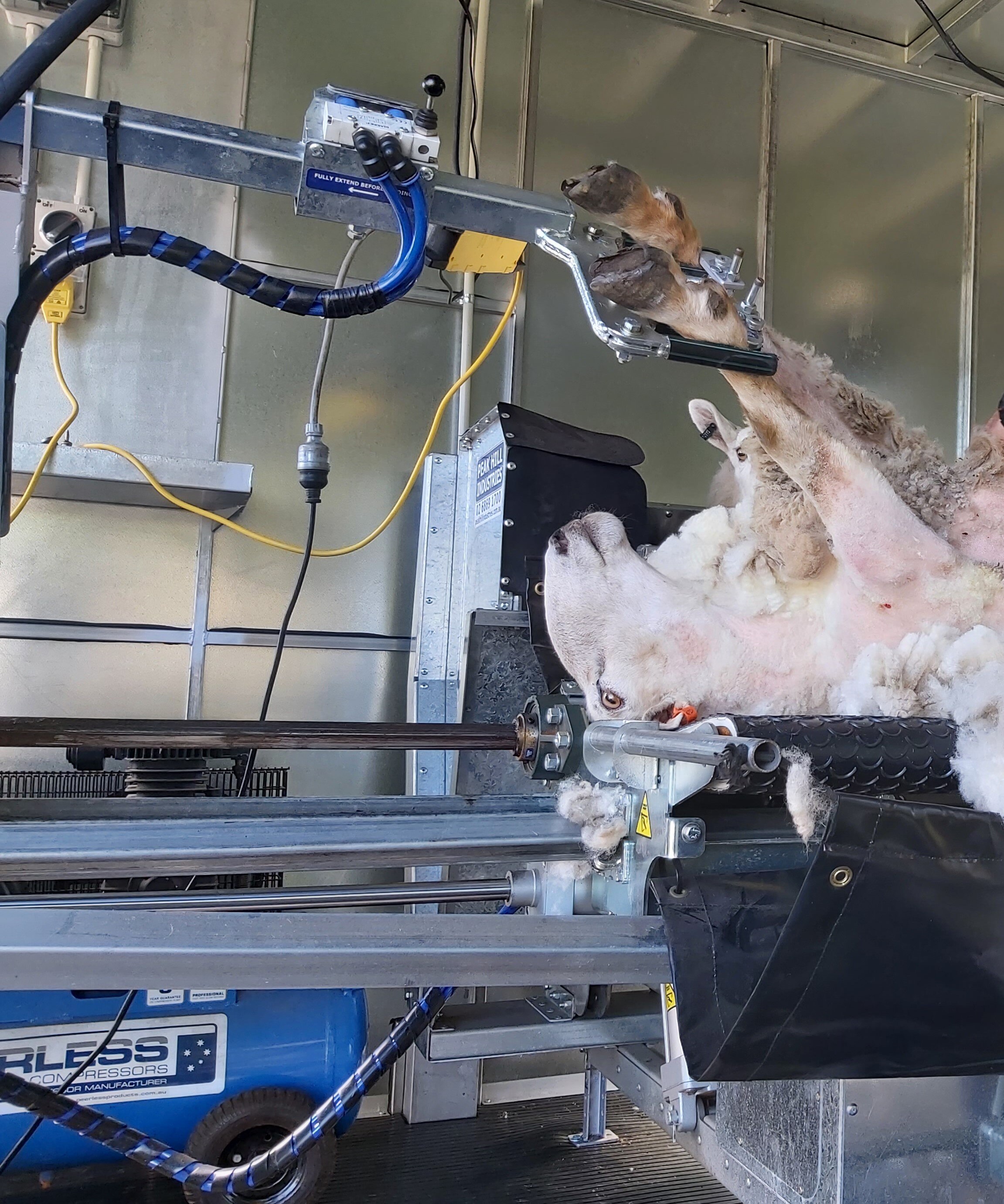 Shearers use mobile shearing platform to find solution to back-breaking ...