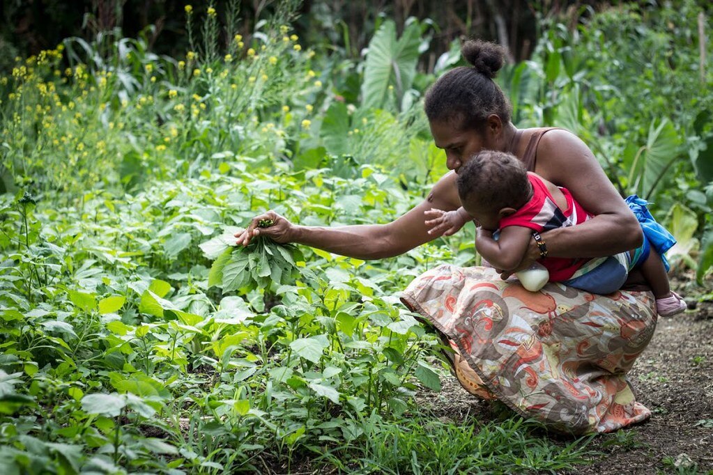 Celebrating and preserving the language diversity on Vanuatu's Malekula ...