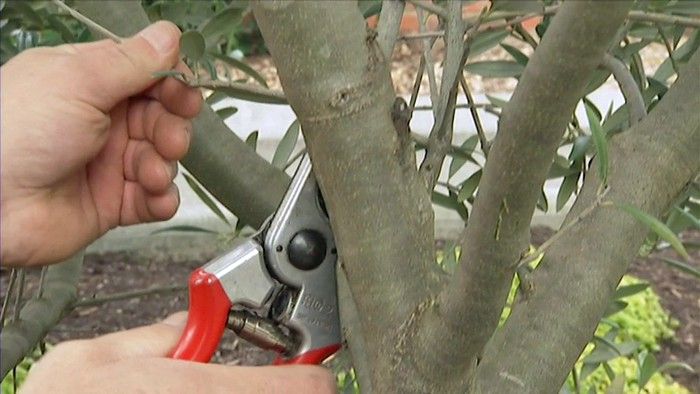 Pruning Olives - Gardening Australia