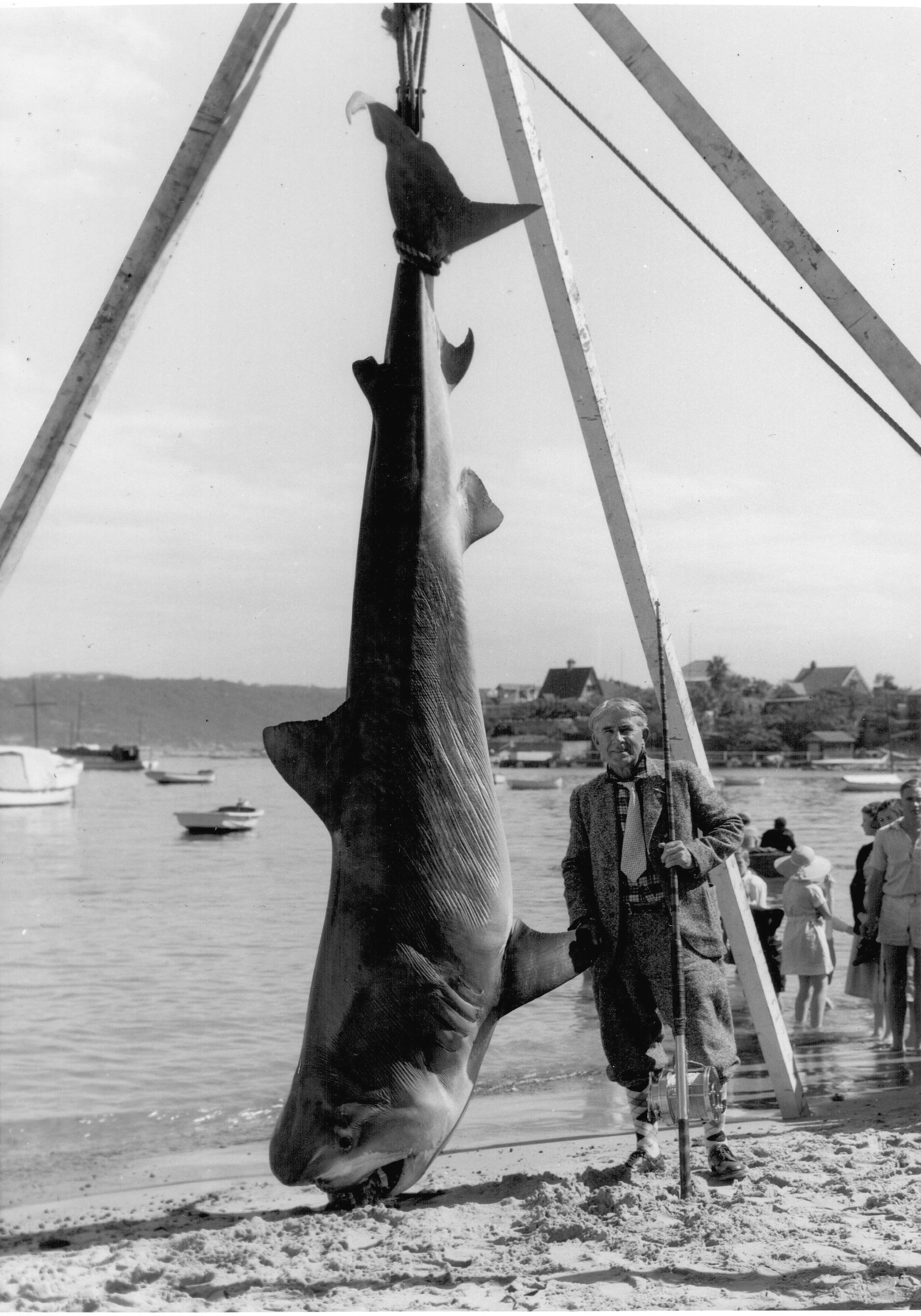 Zane Grey's shark-hunting adventures in 1930s Australia - ABC listen
