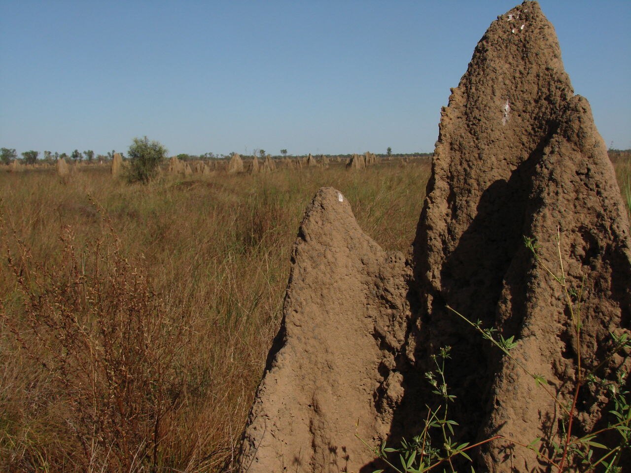 Termite nests offer new inspiration to architects - ABC News