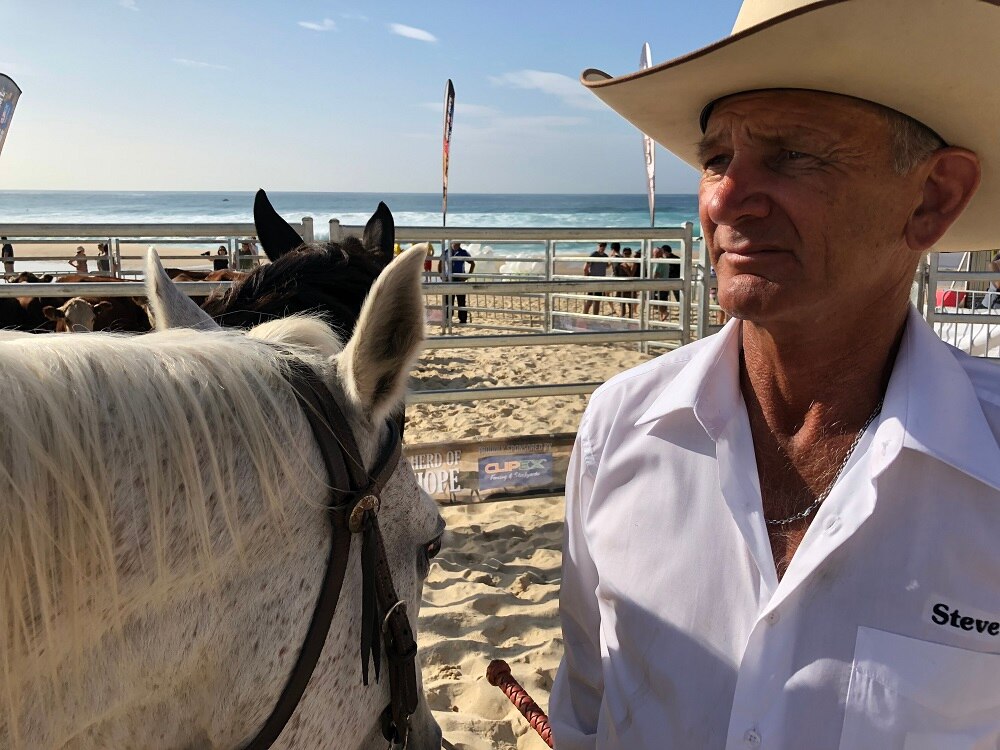 Bondi Beach overrun with cows to raise awareness for organ donation ...