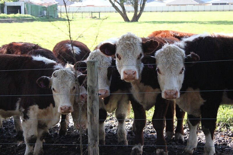 Jeremy Story Carter - ABC News