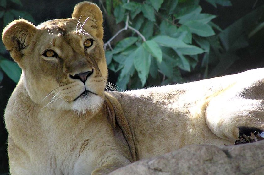 Anger grows over lion's zoo death - ABC News