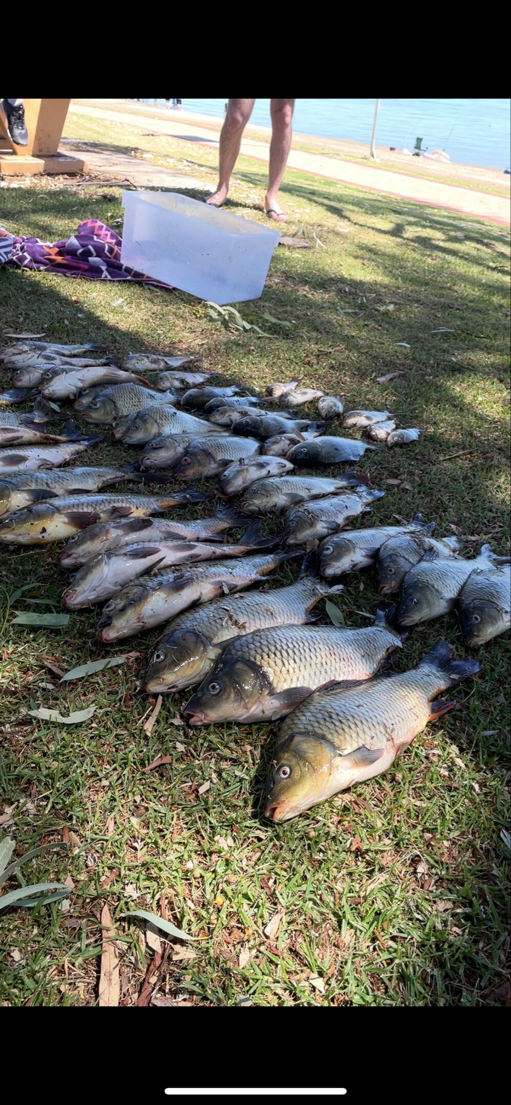 Fishers catch up to 18,000 carp as flooded…