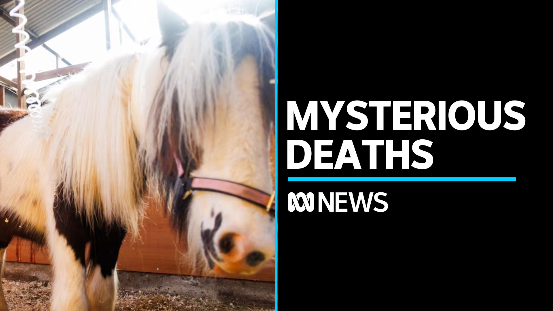 Investigation underway following mysterious horse deaths - ABC News