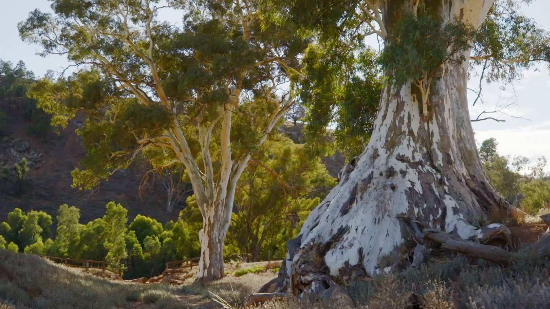 Australian Gum Trees