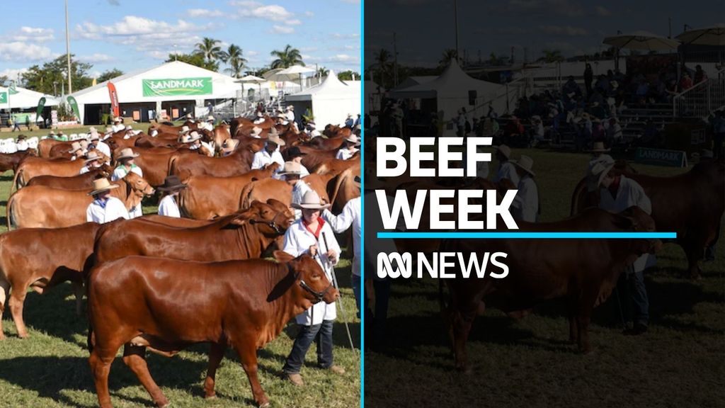Beef Australia 2021 event gets underway in Rocky - ABC News