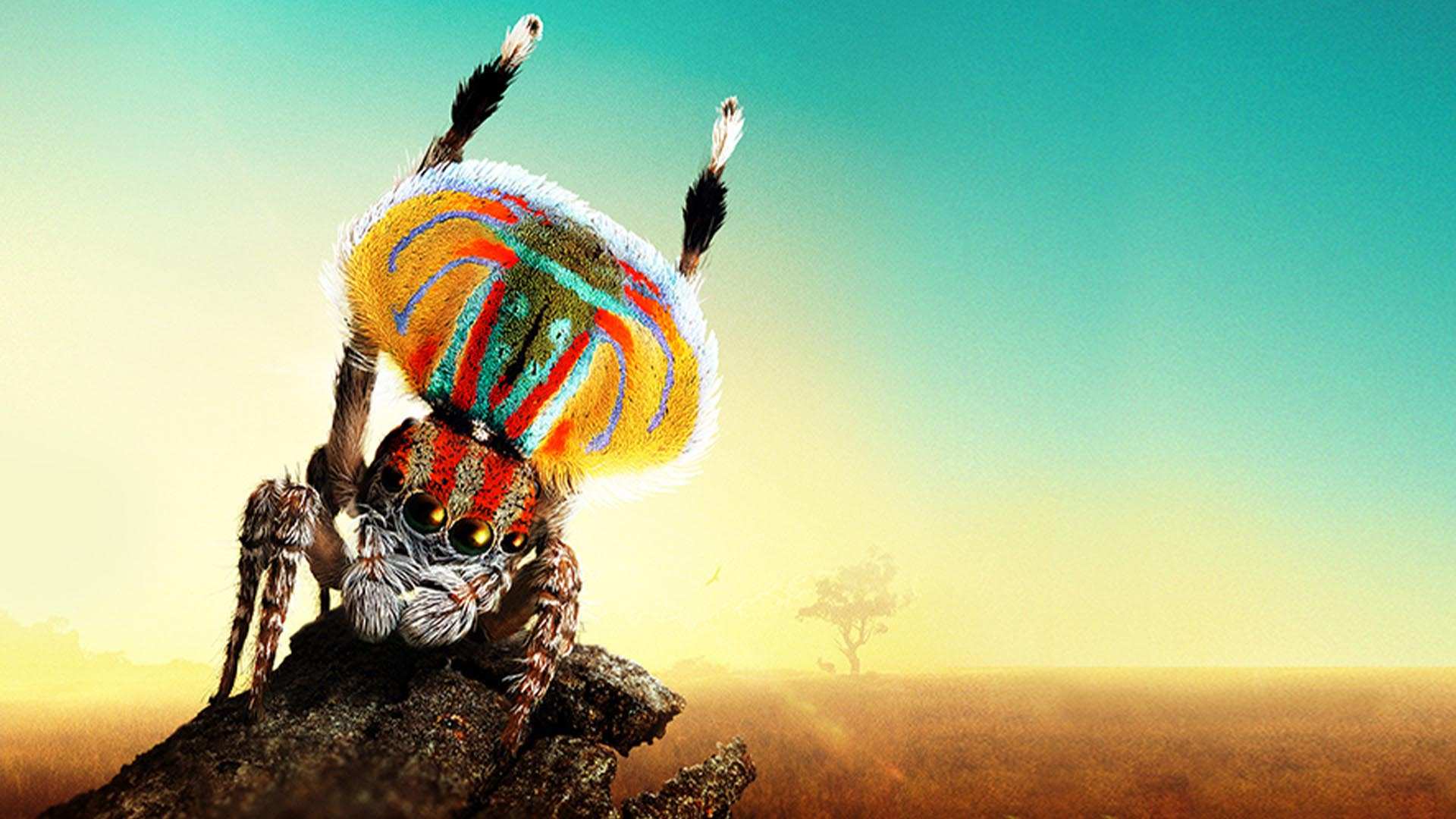 What is the apex predator of the world? - ABC Education