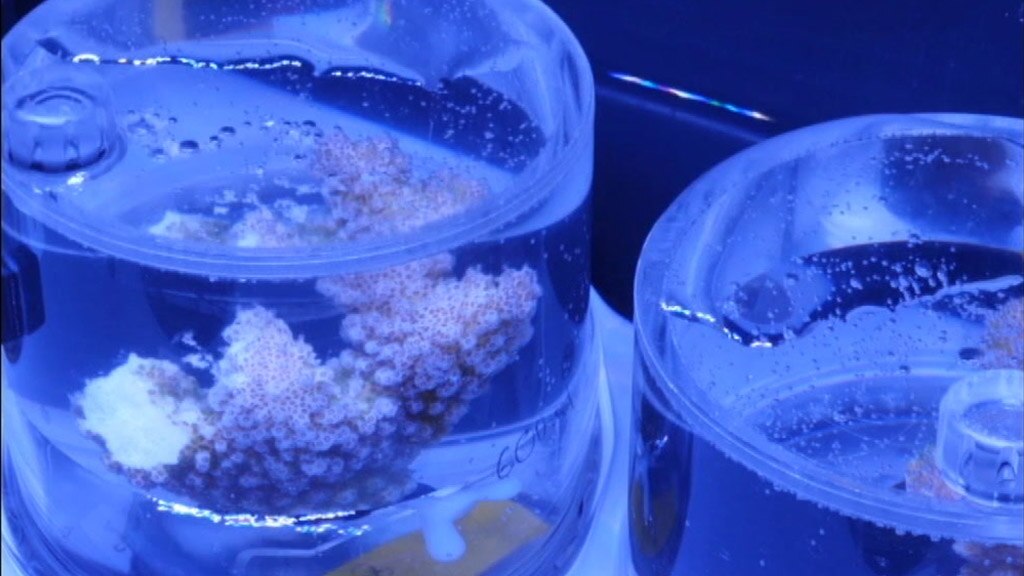 How does a coral lab work while at sea? - ABC News
