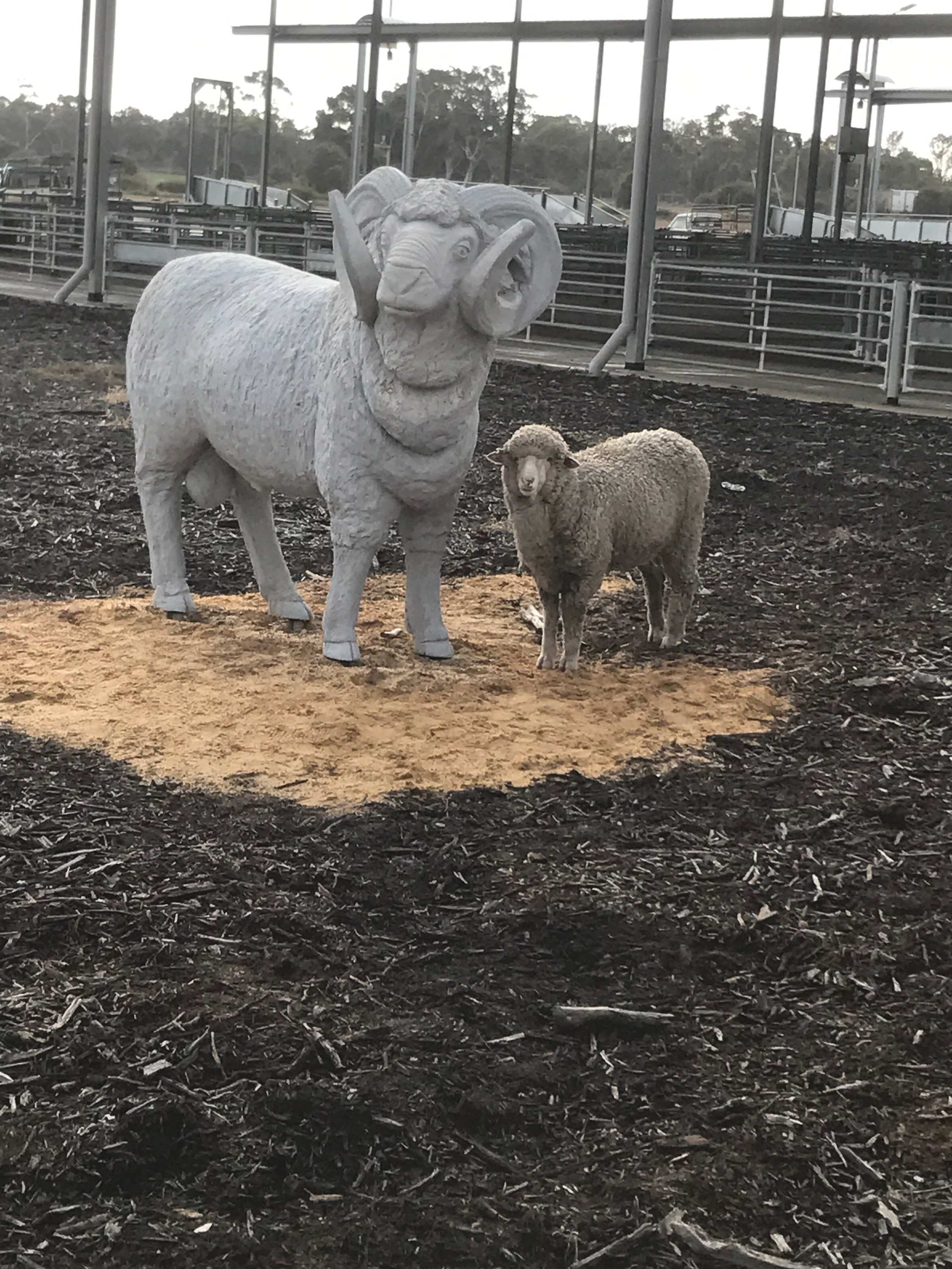 Lost sheep befriends giant ram statue in Great Southern town of ...