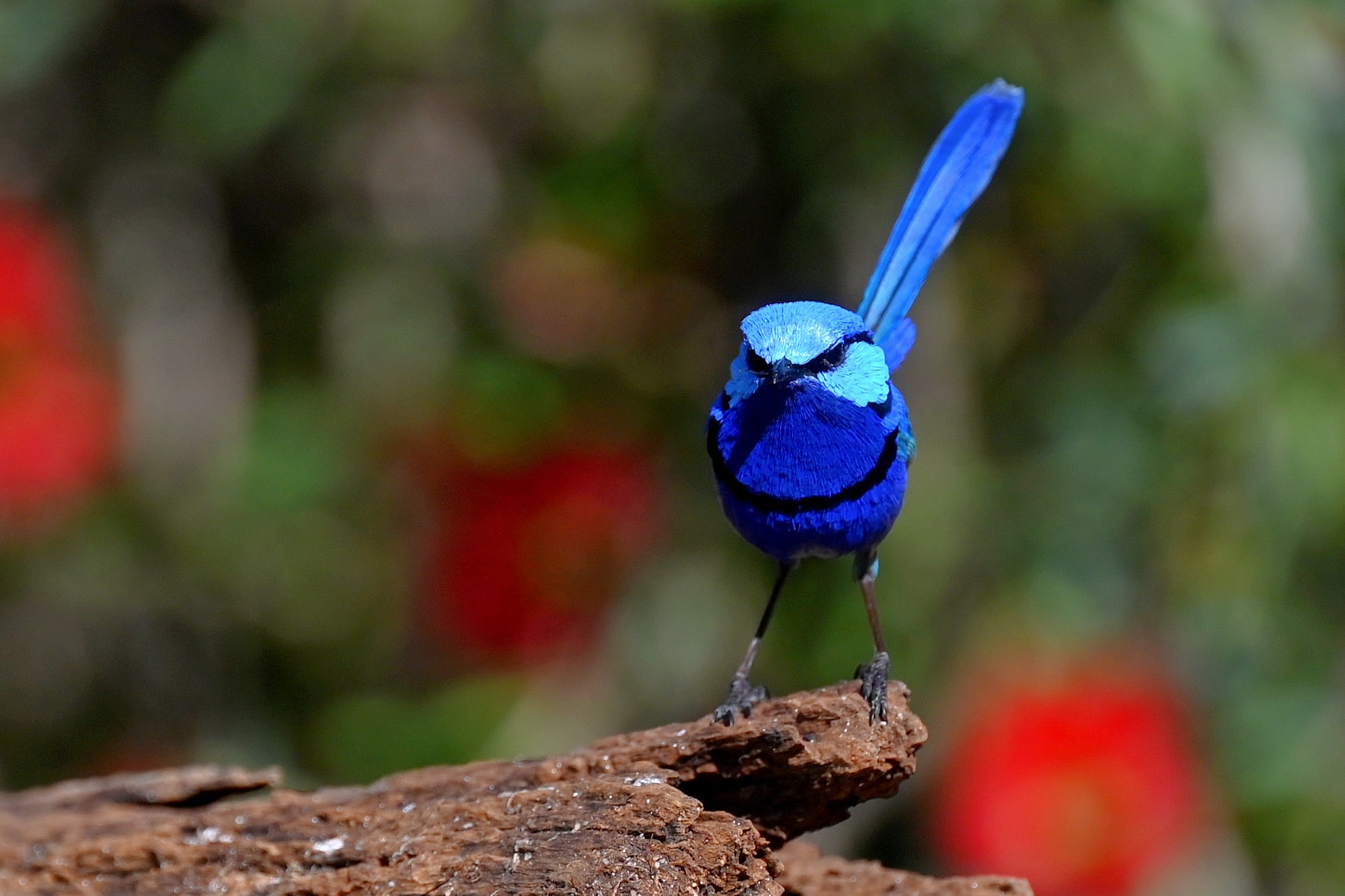 Uncovering the hidden life of Australia's bluest bird the splendid fairy-wren - ABC News
