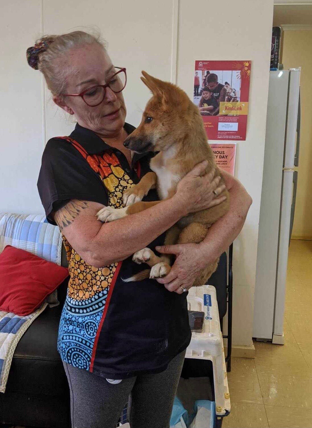 Feeding dingoes is cruel and a 'death sentence', Pilbara wildlife carer ...