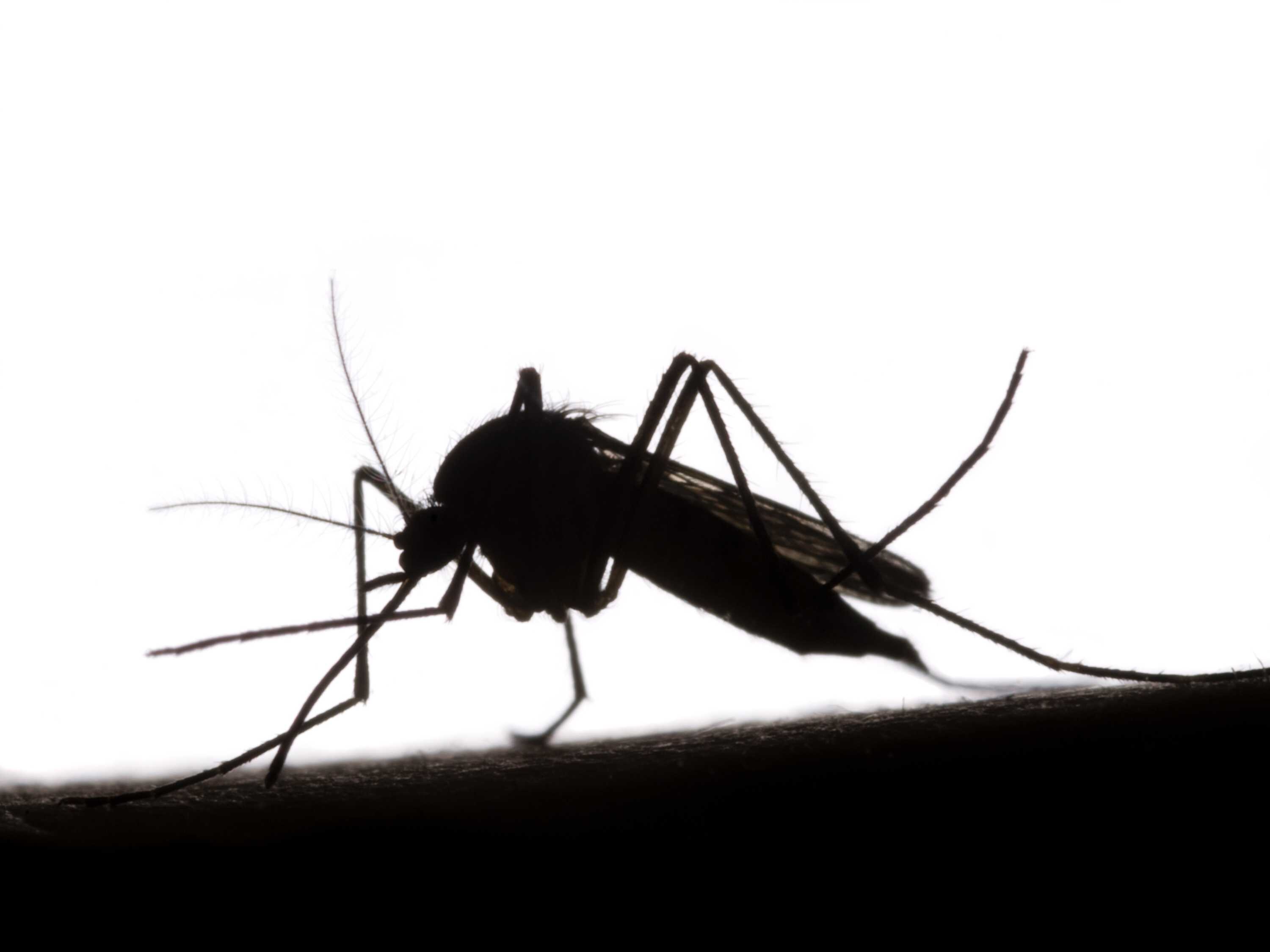 Living in the bite zone - ABC listen