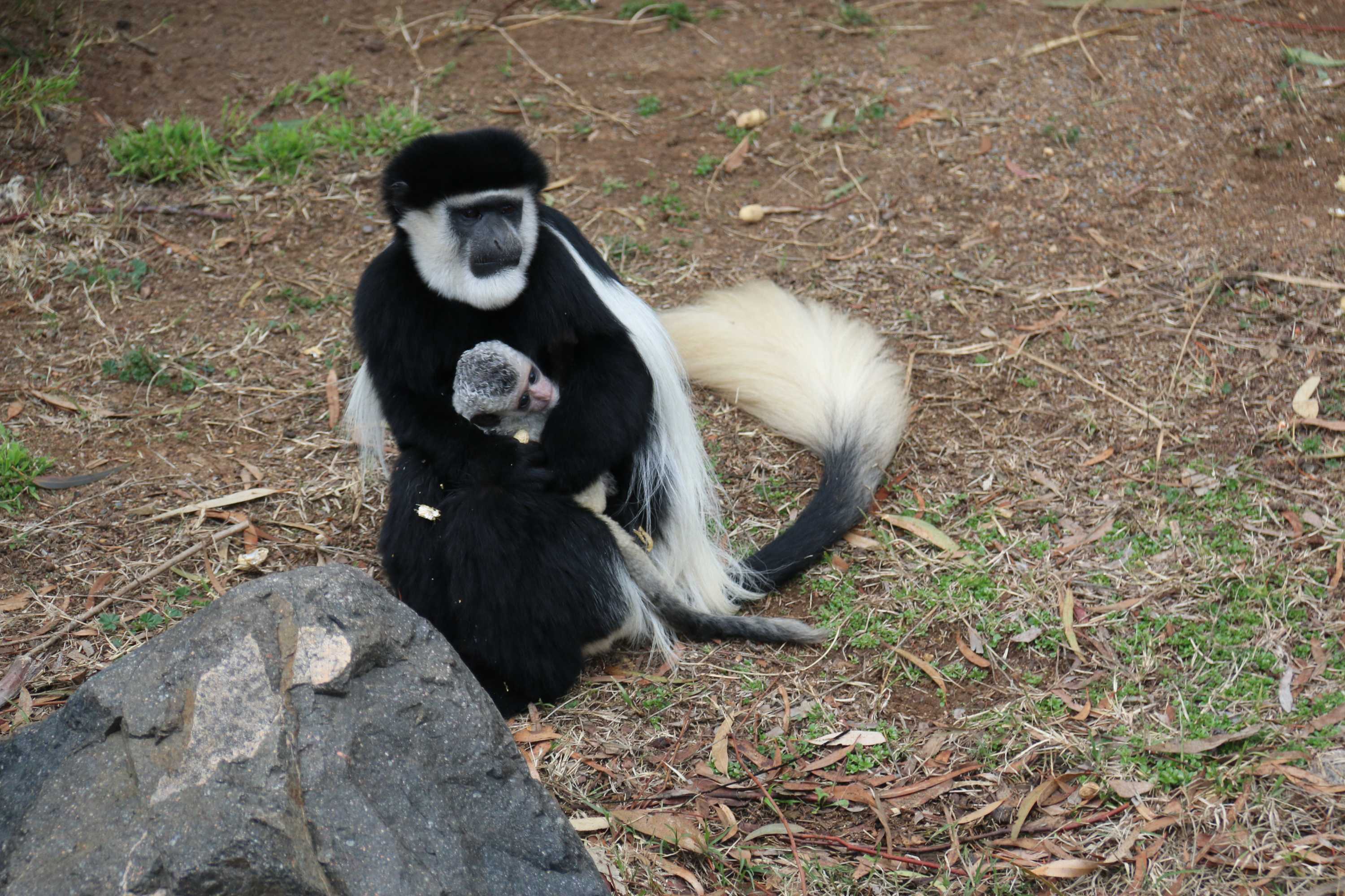 Baby Colobus monkey welcomed at Canberra's National Zoo and Aquarium ...