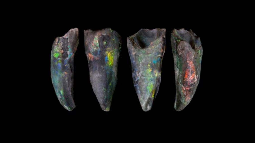 Rainbow Bones: Saving the rainbow bones of Lightning Ridge - ABC News