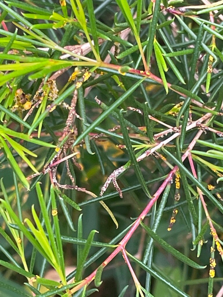 Invasive plant pathogen myrtle rust detected at National Museum of ...