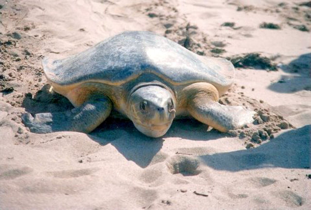 Indigenous turtle conservationists arrive in Mexico - ABC News