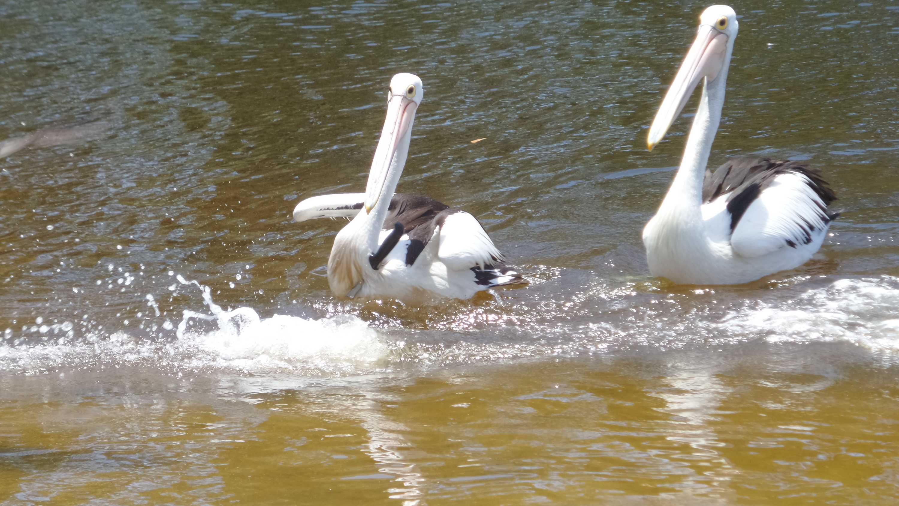 Knifed pelican evades rescue by wildlife experts on WA's south coast ...