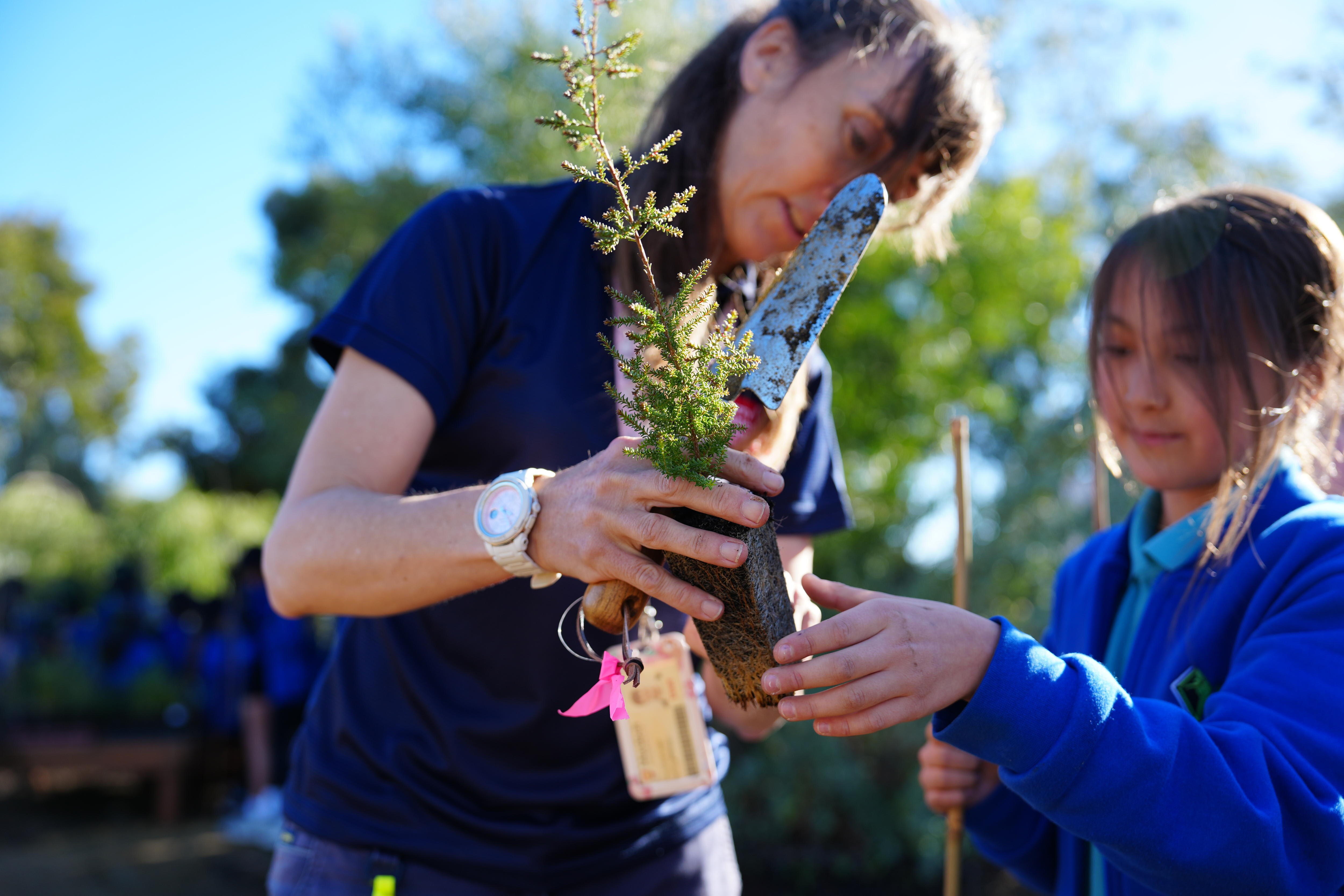 How the Miyawaki method of creating tiny forests could be the solution ...