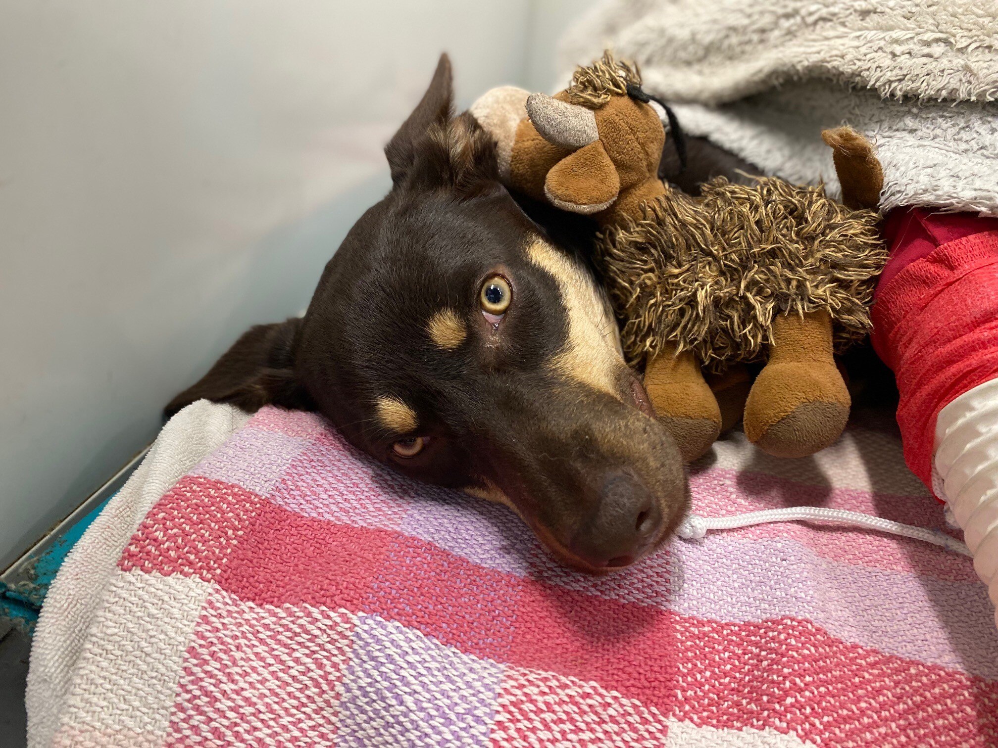 Tough kelpie pup Toffee survives fall from car travelling at 110kph ...