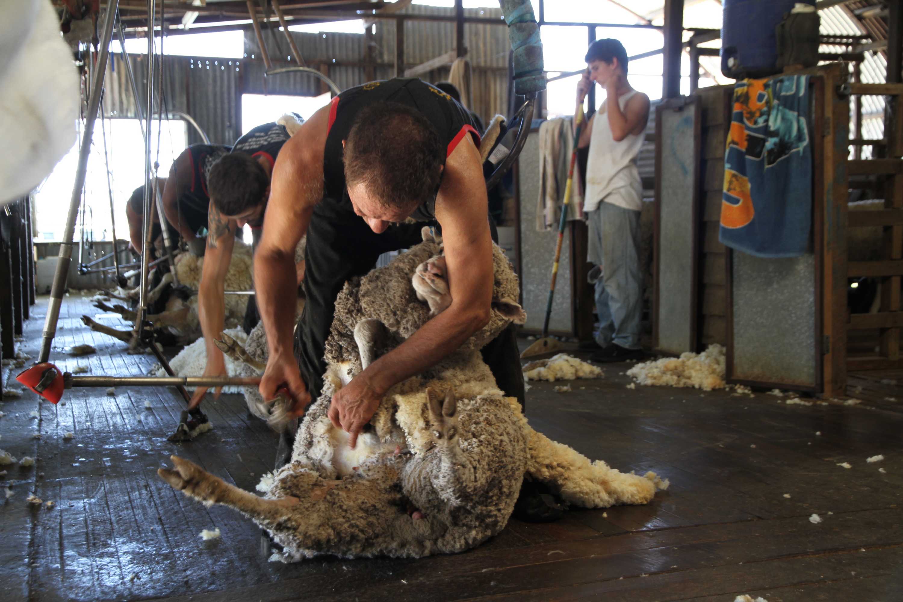 Shearing contractors unite to fix worker shortage in Queensland's ...