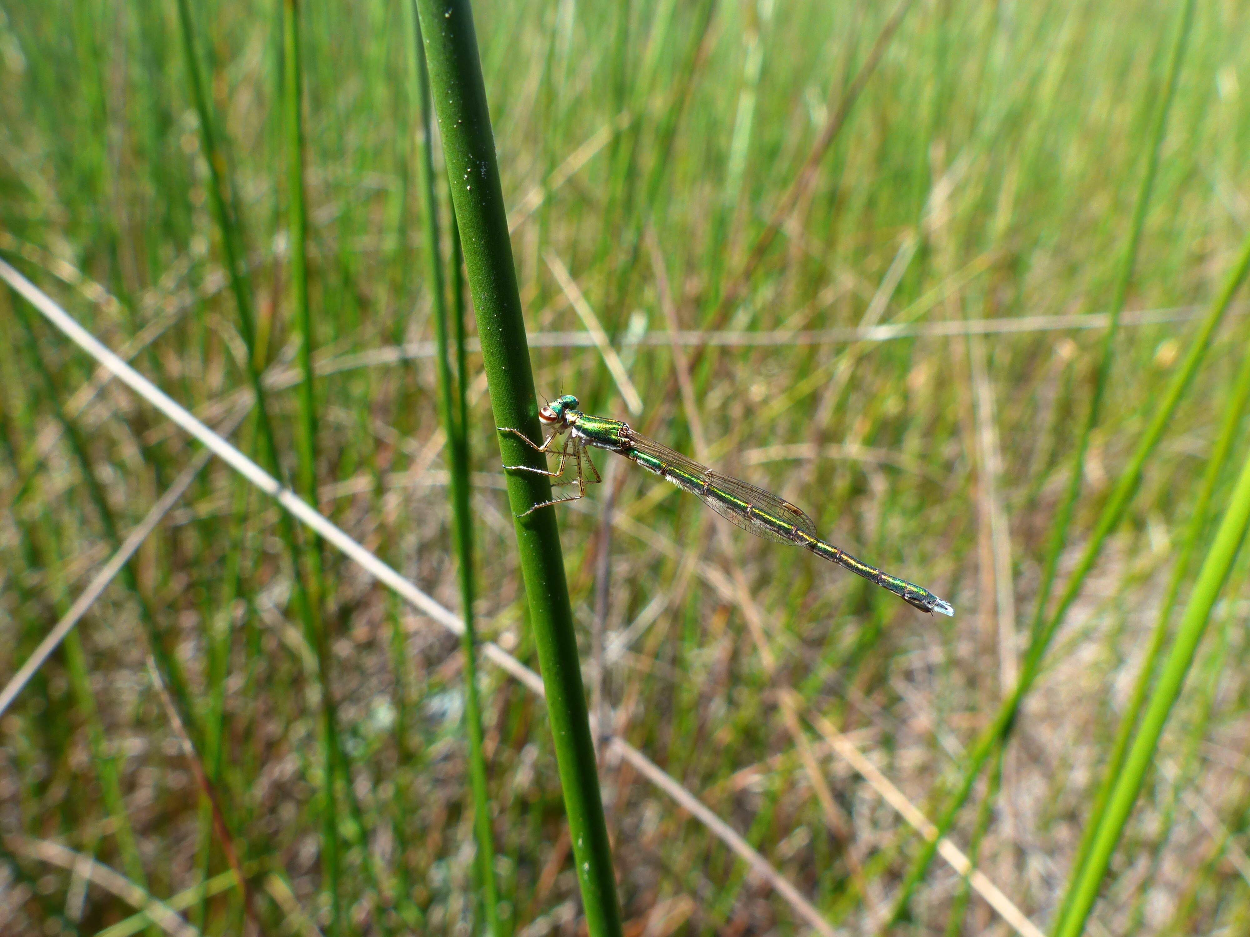 Dragonflies and damselflies: Why these vividly coloured, mosquito ...