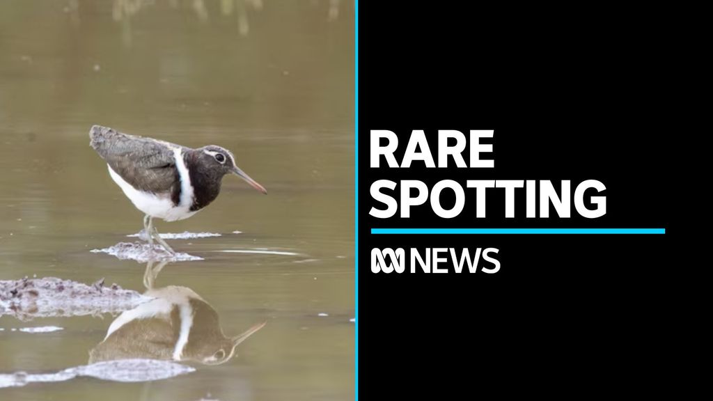 Rare Australian painted-snipe spotted in southern NSW - ABC News