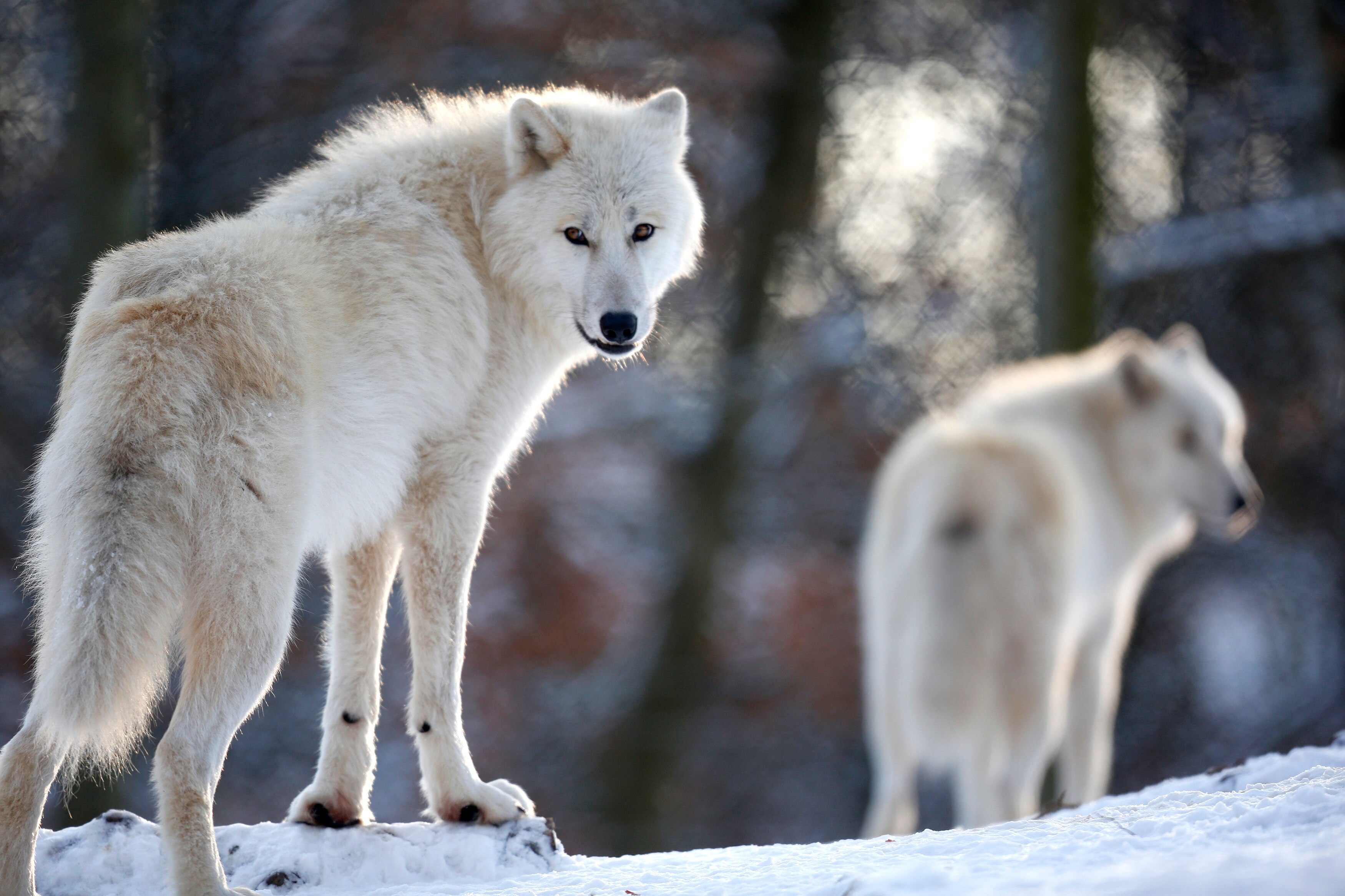 Woman attacked by wolves after straying into 'safari zone' at Thoiry ...
