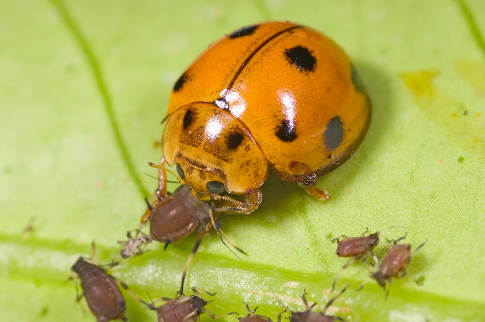 Harmful Garden Insects