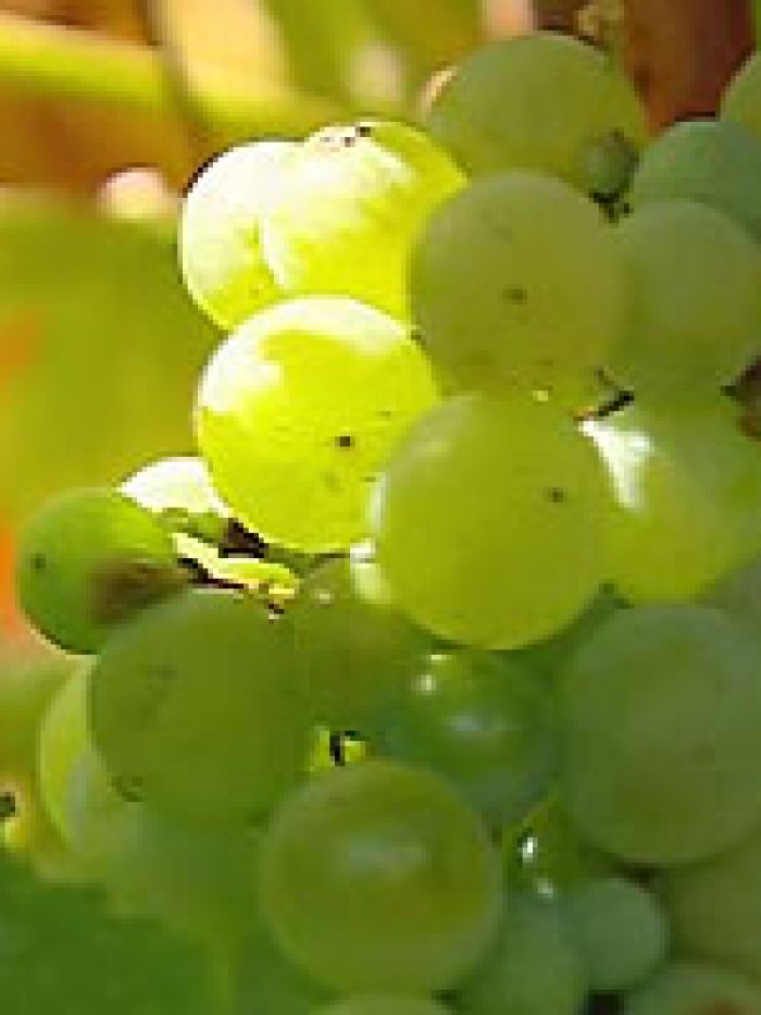 Shopper sues Woolies over slip on grape - ABC News