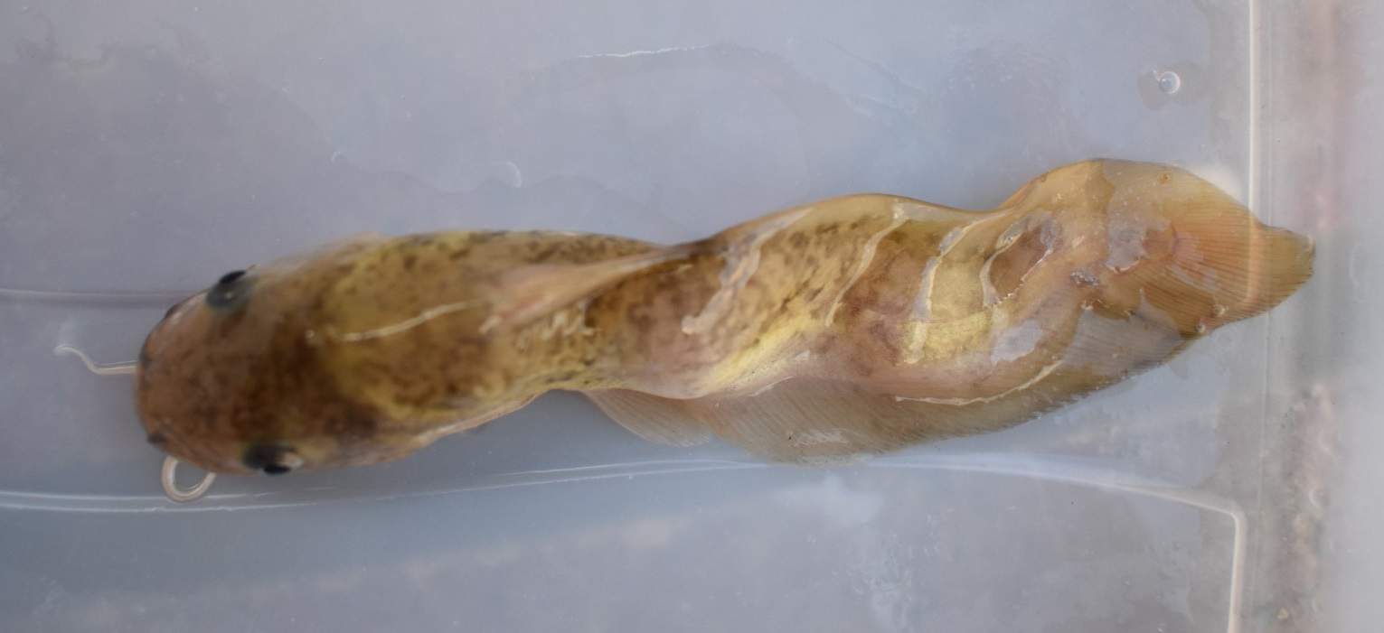 PFAS blamed for animal deformities and millions of dollars in losses to ...