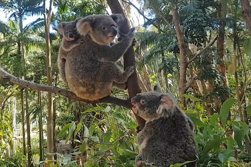 Koalas make mating noises at Currumbin Wildlife Sanctuary - ABC News