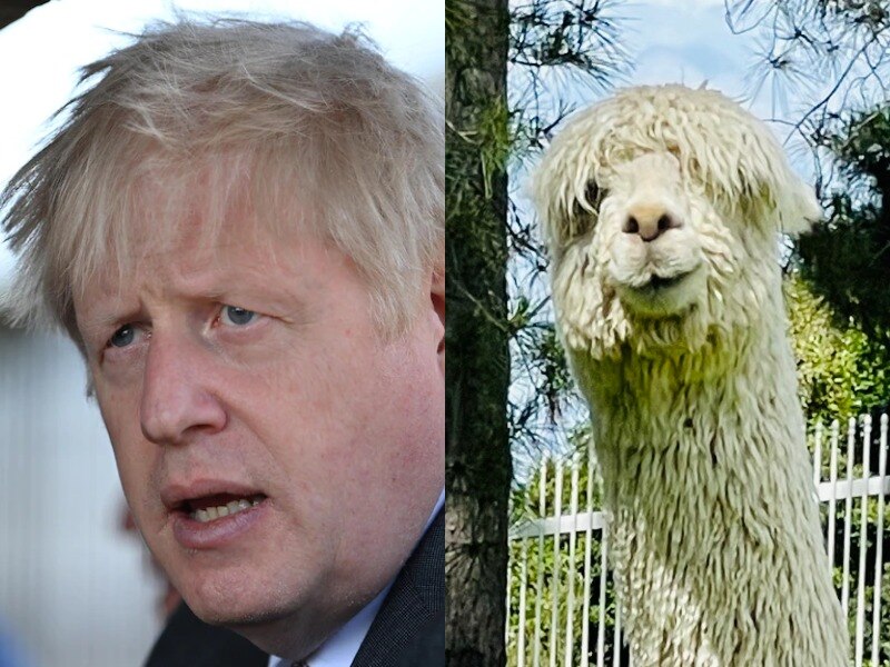 Belgian Ambassador to Australia names new pet alpaca after British PM ...