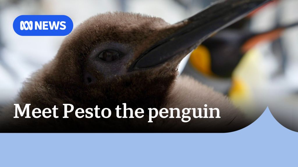 Pesto the penguin at Melbourne's Sea Life Aquarium - ABC News