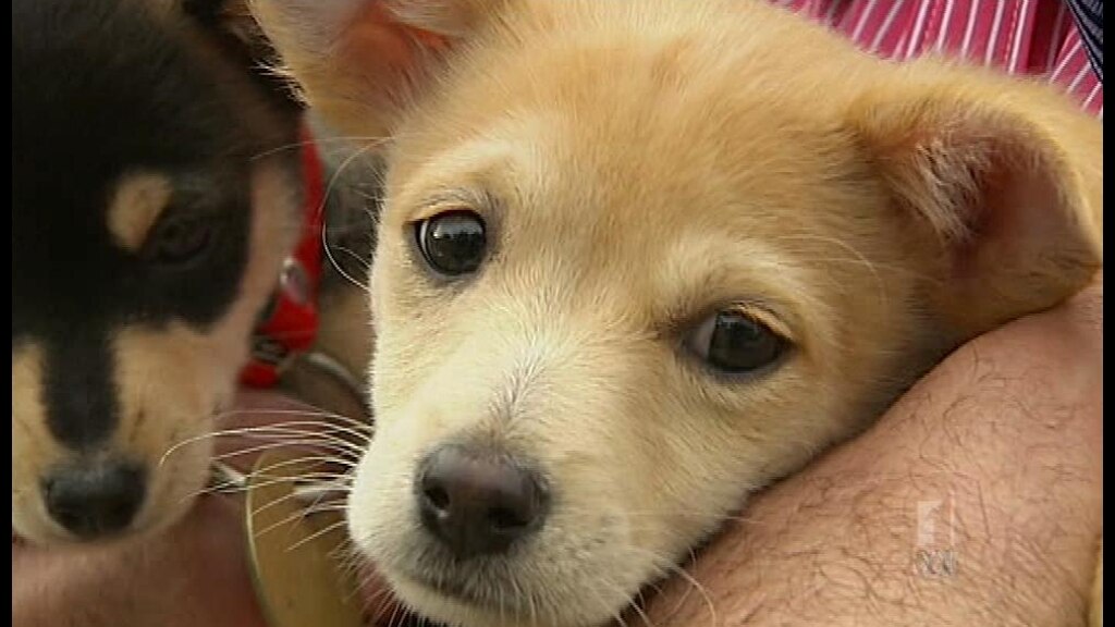 Victoria cracks down on illegal puppy farms - ABC News