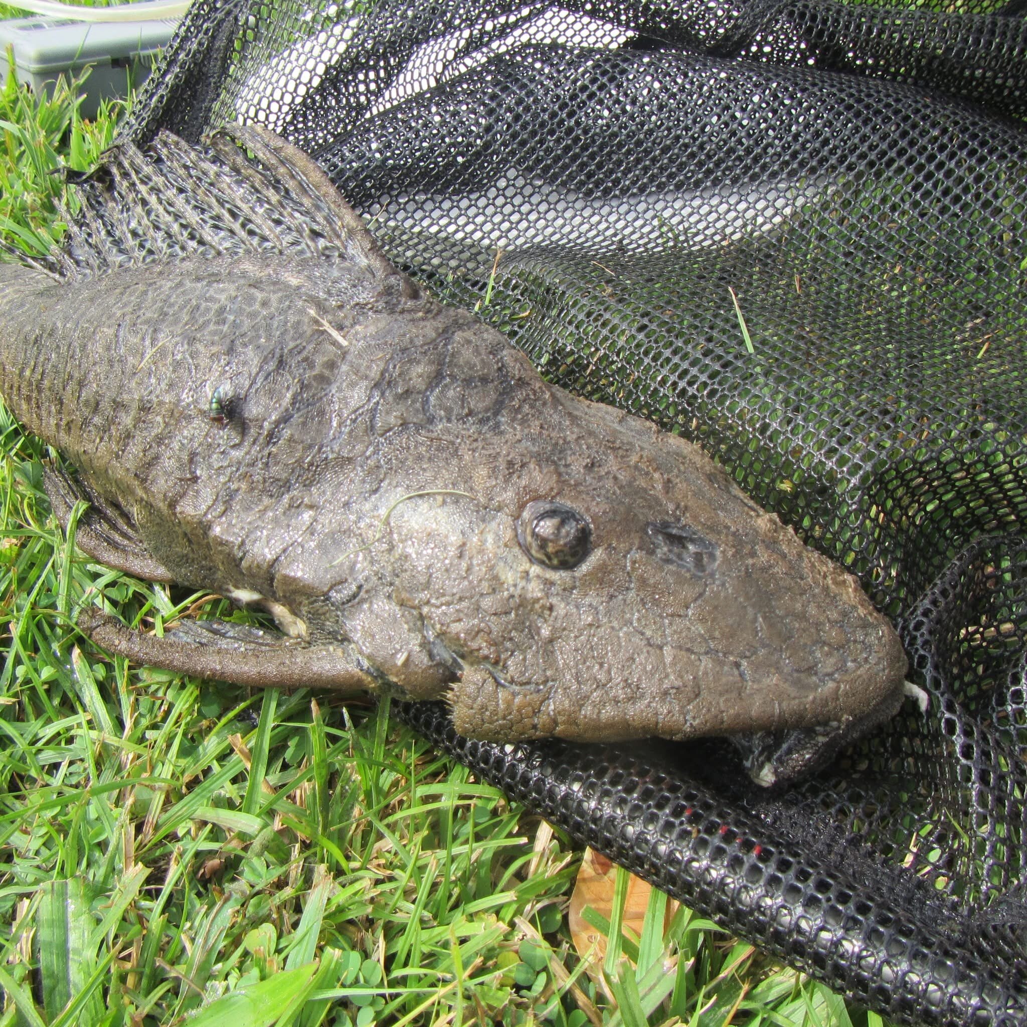 South American catfish likely illegally imported and later dumped in ...