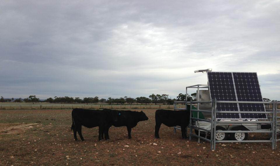 'Green Feed Machine' analyses cattle belches for methane emissions ...