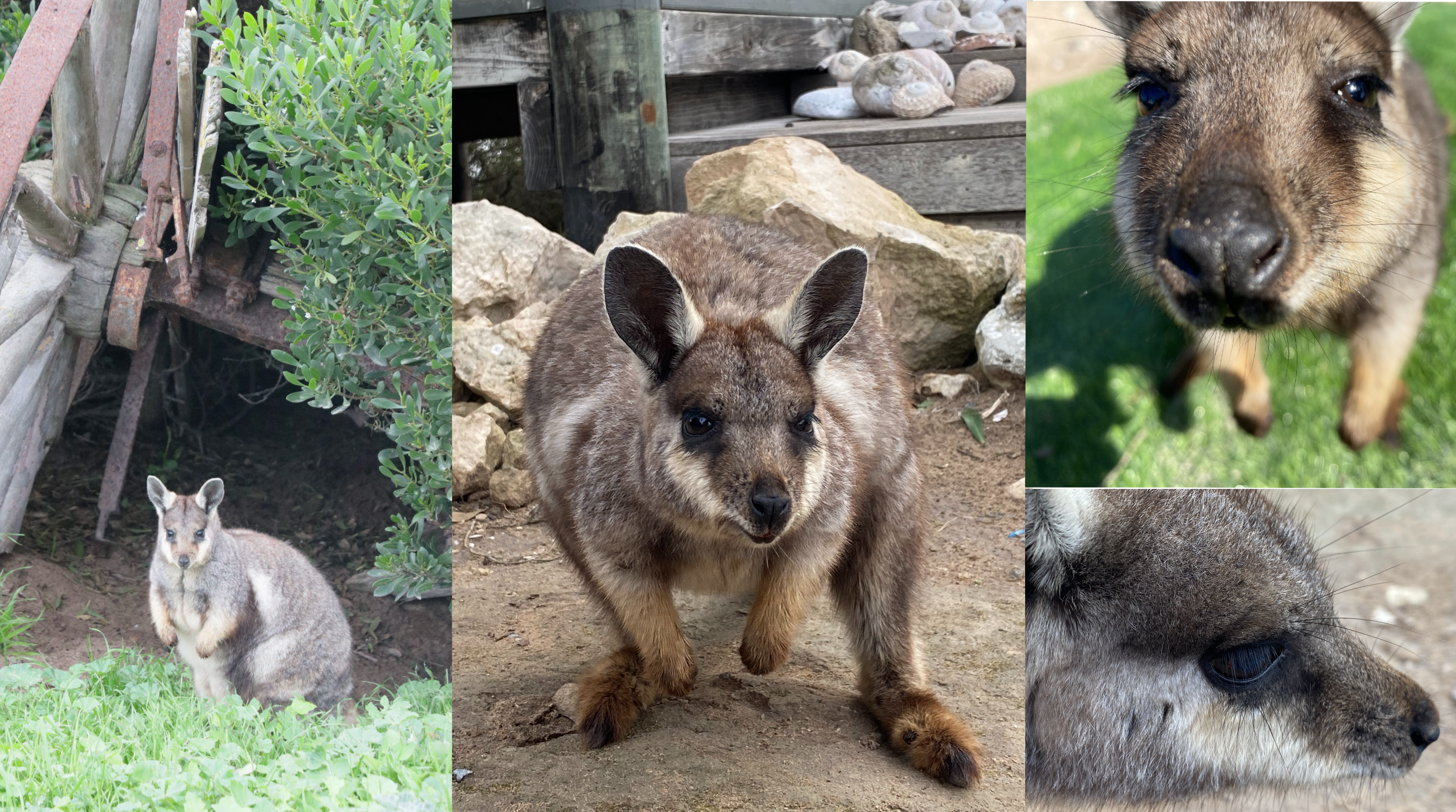 Wedge Island's 'Gilligan' living dream life in SA, with rare marsupials ...