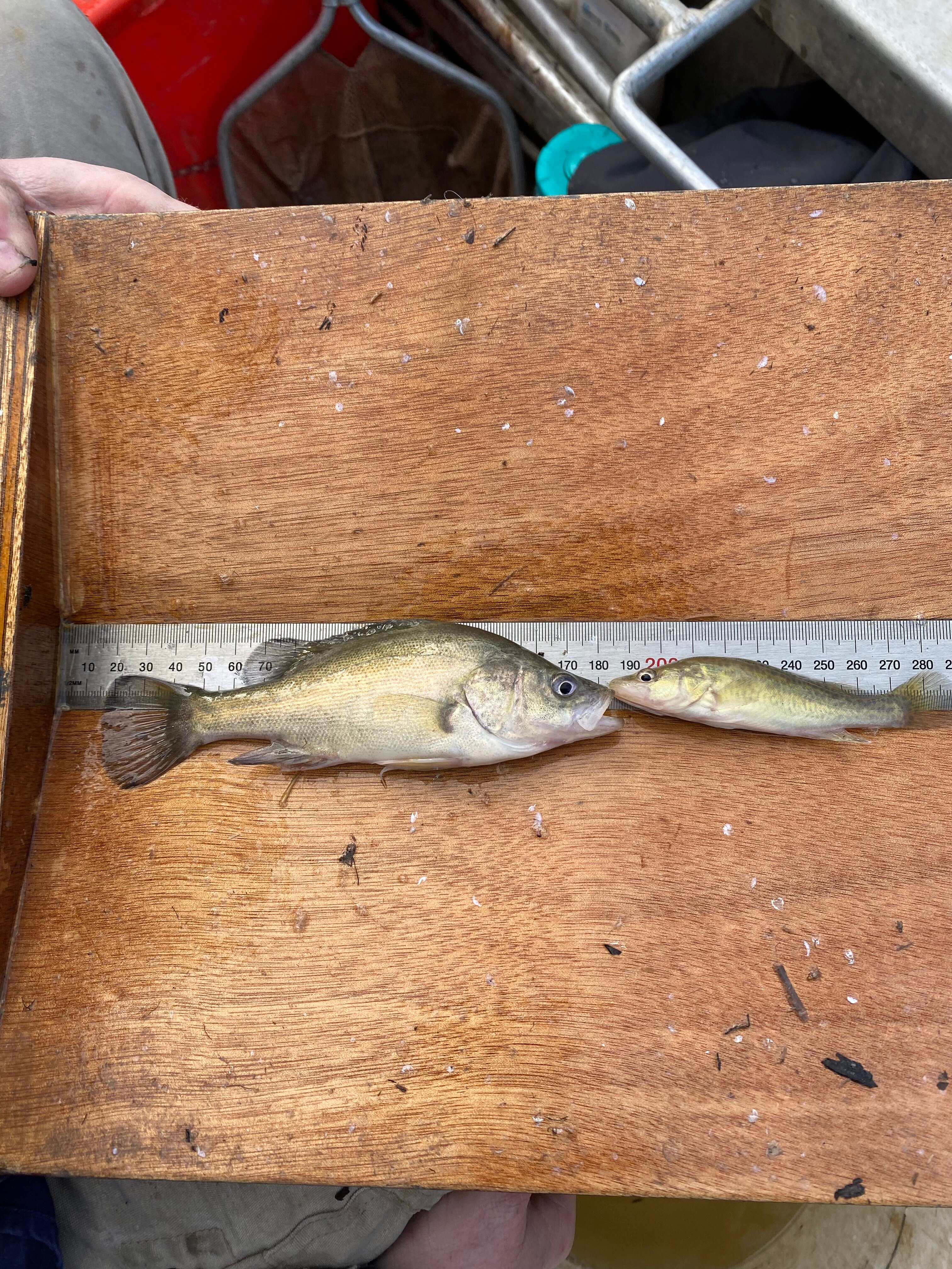 Murray cod found in Bookmark Creek, South Australia, for the first time ...