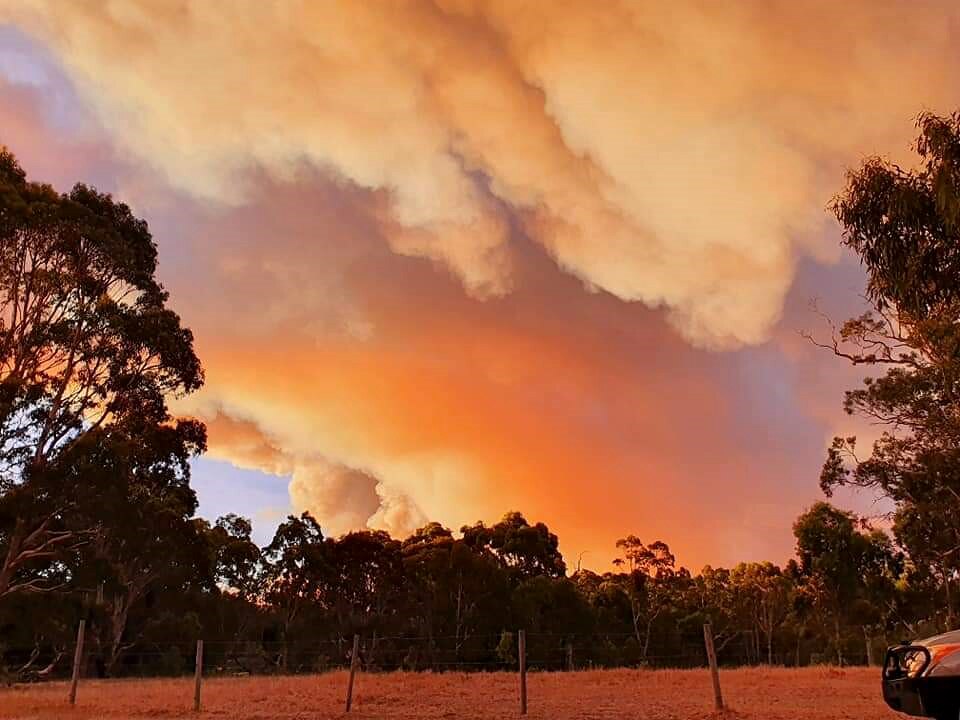 Wombats bundled into cars and evacuated during Cherry Gardens bushfire ...