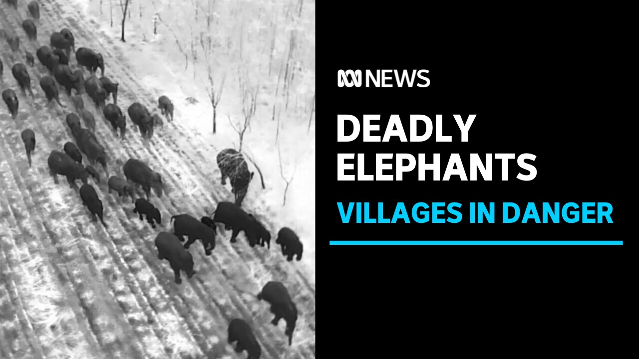 Deadly elephant attacks on the rise in Thai villages - ABC News